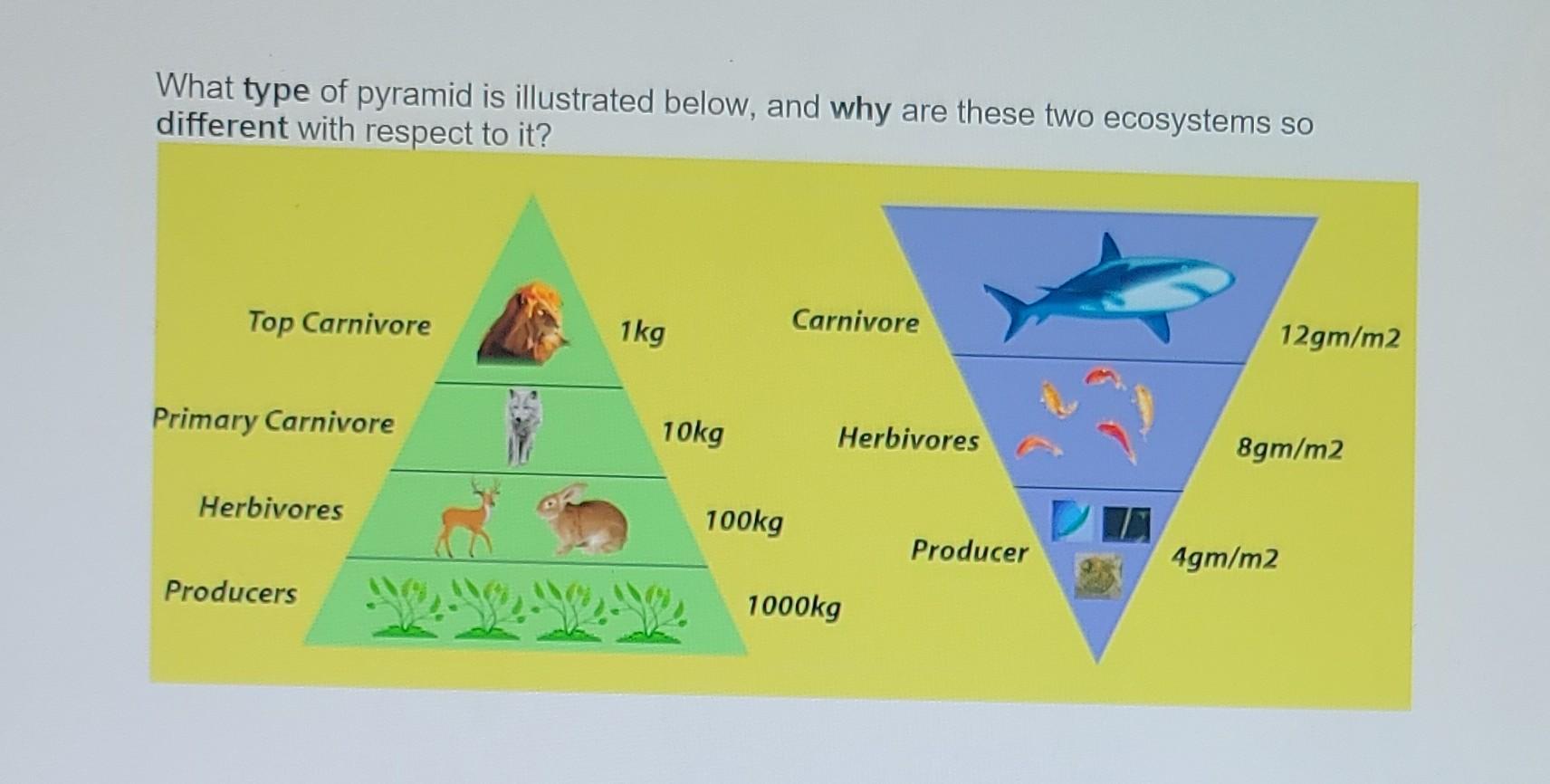 Solved What type of pyramid is illustrated below, and why | Chegg.com