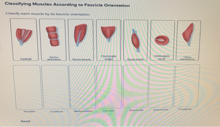 Solved Classifying Muscles According to Fascicle Orientation | Chegg.com
