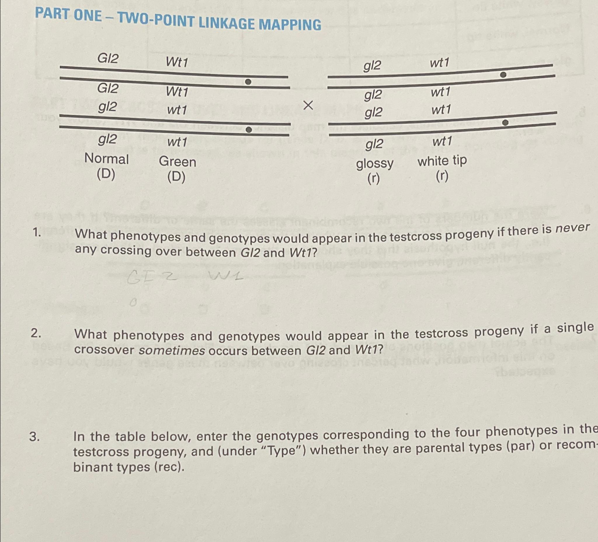 Solved PART ONE - ﻿TWO-POINT LINKAGE MAPPINGWhat phenotypes | Chegg.com