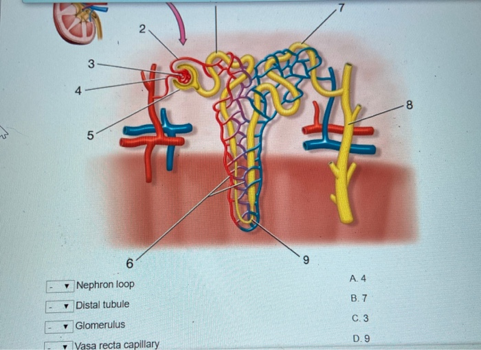 Solved Nephron loop Distal tubule Glomerulus Vasa recta | Chegg.com