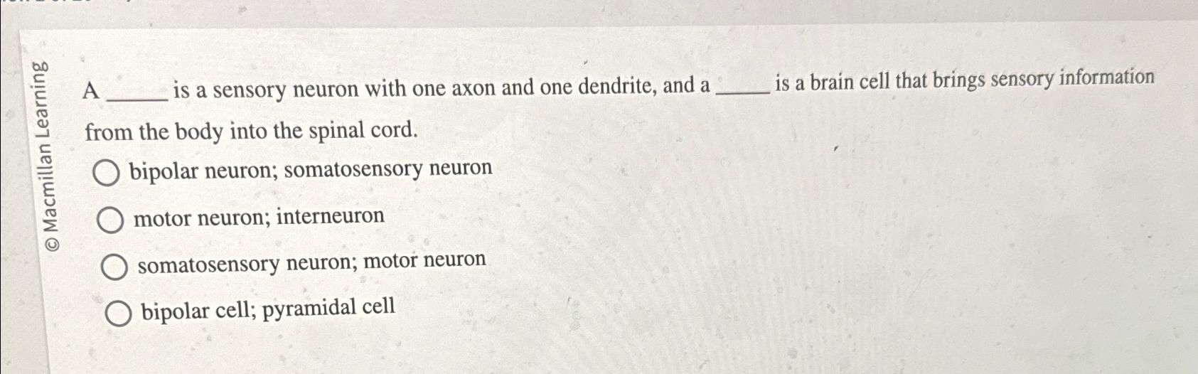 Solved A is a sensory neuron with one axon and one dendrite, | Chegg.com