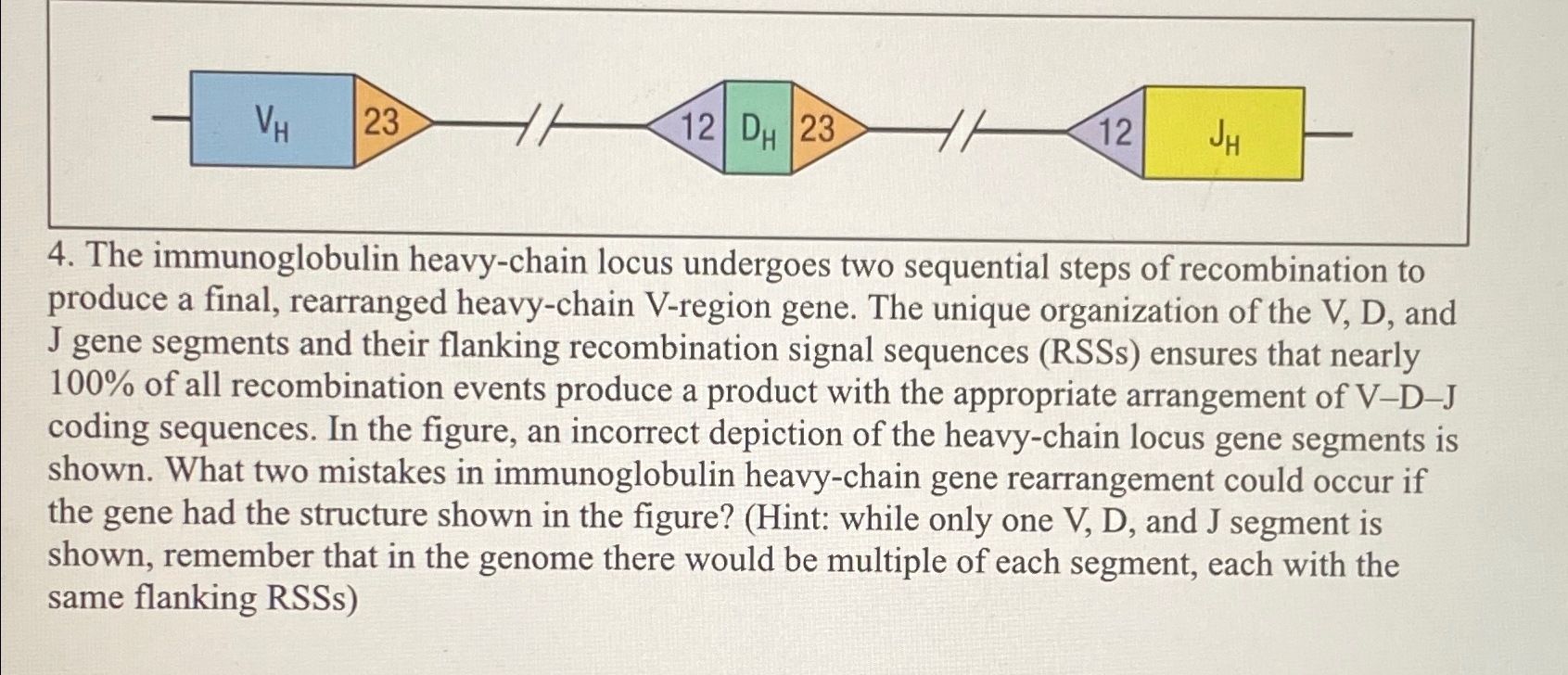 Solved The immunoglobulin heavy-chain locus undergoes two | Chegg.com