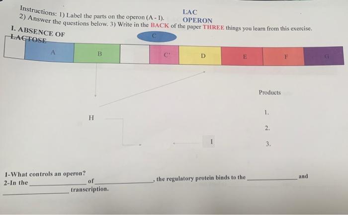 Solved Instructions: 1) Label the parts on the operon (A-1). | Chegg.com