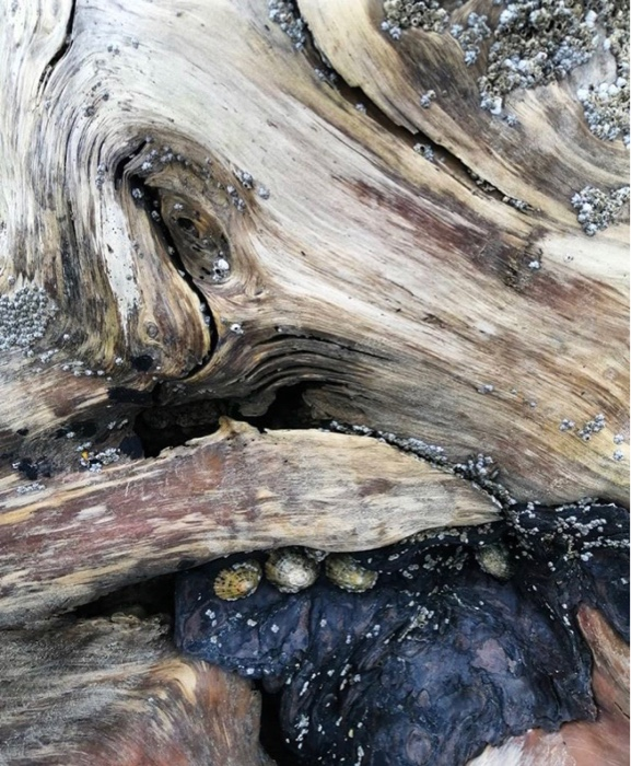 Solved Where are the different barnacle species located on | Chegg.com