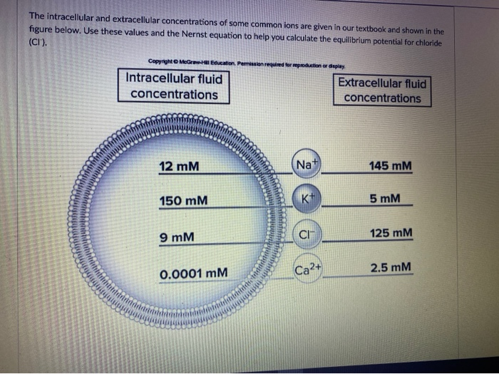 The intracellular and extracellular concentrations of | Chegg.com