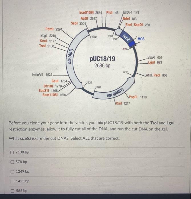 Solved Use the following plasmid map of pUC18/19 plasmid to | Chegg.com