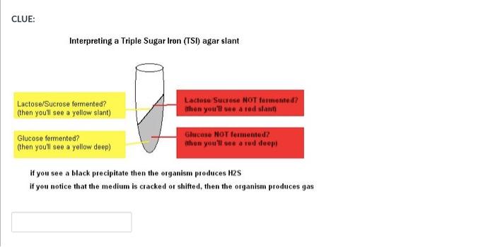 Solved Using the identification chart and biochemical tests | Chegg.com