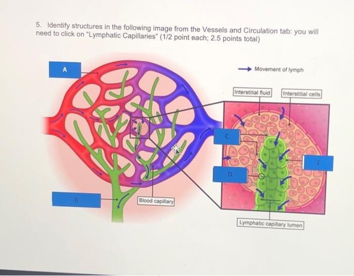 Solved BIOS255 Week 4 Lymphatic System Lymphatic System Lab | Chegg.com