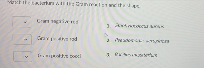 Solved Match the bacterium with the Gram reaction and the | Chegg.com