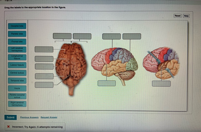 Solved Drag the labels to the appropriate location in the | Chegg.com