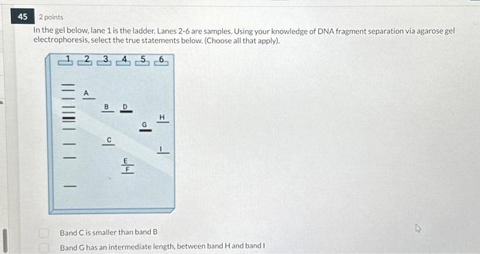 Solved In the gel below, lane 1 is the ladder. Lanes 2-6 are | Chegg.com
