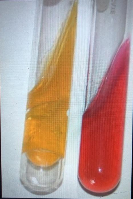 Solved Triple Sugar Iron Agar results (left) and inonculated | Chegg.com
