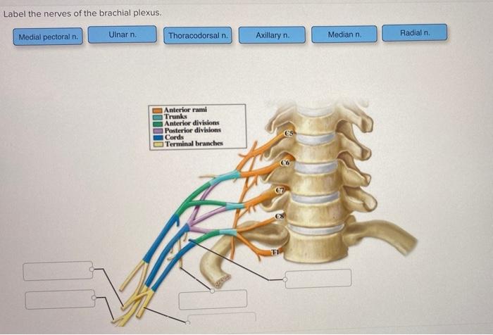 Solved Label the nerves of the brachial plexus. Medial | Chegg.com