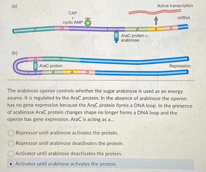 Solved (a) (b) AraC protein B CAP + cyclic AMP B AraC | Chegg.com