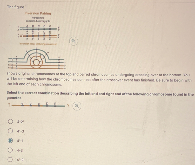 Solved The figureInversion PairingParacentric Inversion | Chegg.com