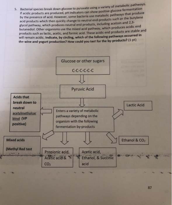 Solved 5. Bacterial species break down glucose to pyruvate | Chegg.com