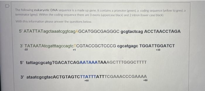 Solved D The following eukaryotic DNA sequence is a made up | Chegg.com