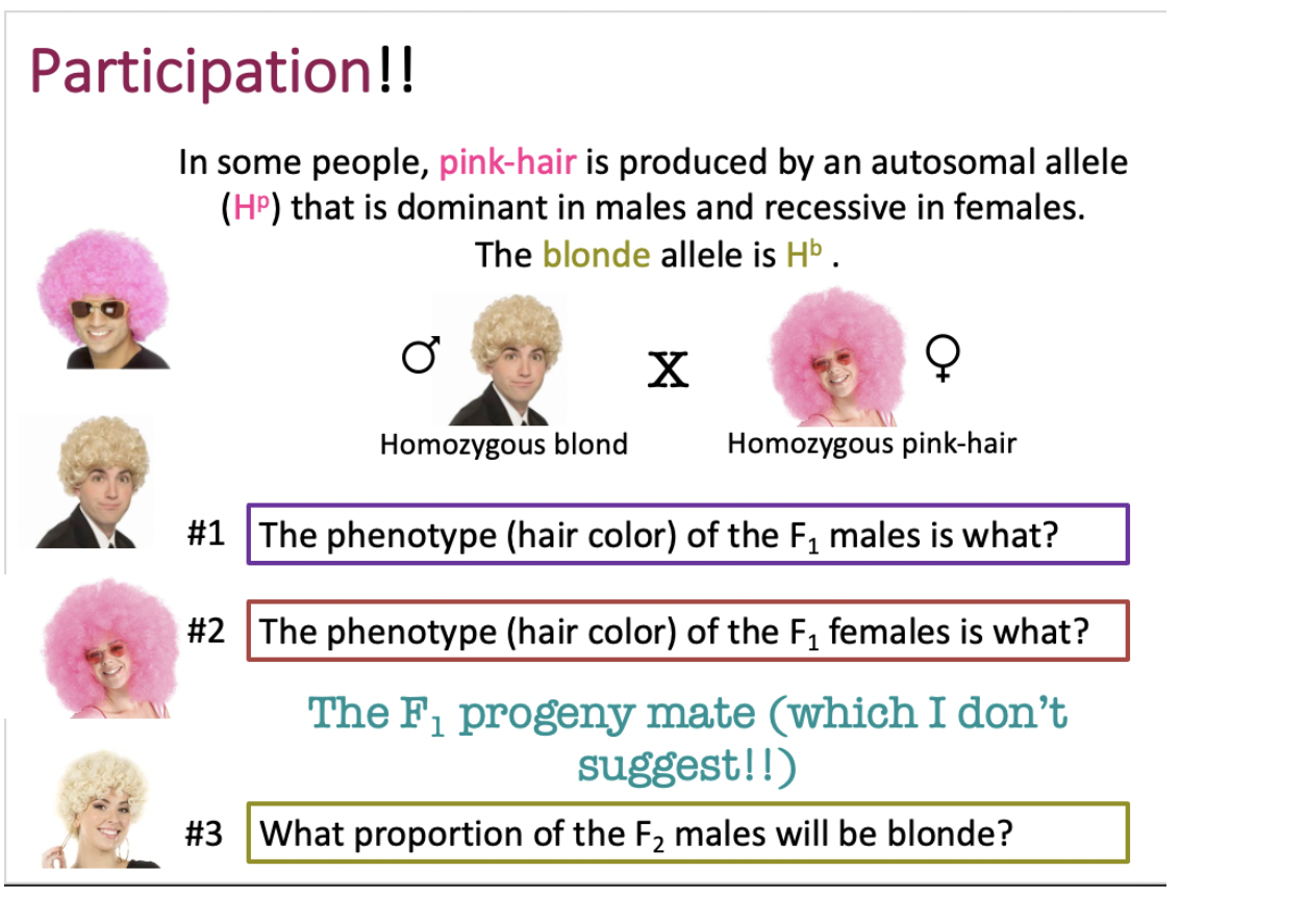 Participation!!In some people, pink-hair is produced | Chegg.com