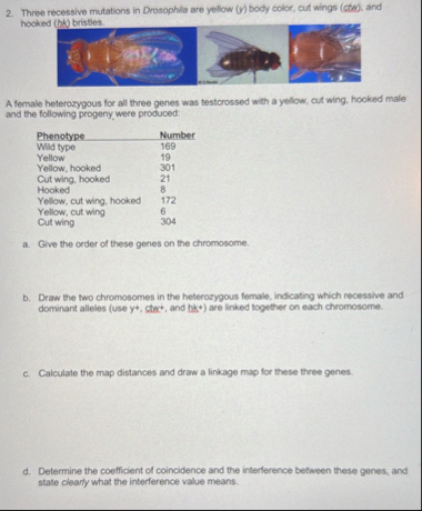 Solved Three recessive mutations in Drosophila are yellow | Chegg.com