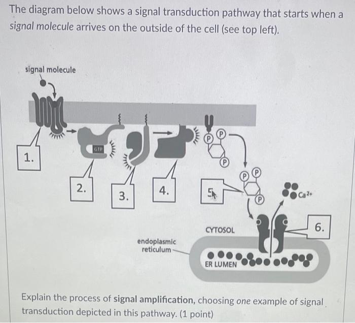 Solved The diagram below shows a signal transduction pathway | Chegg.com