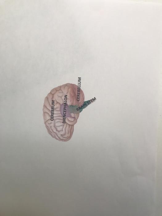 Solved Brain Concept Map Create your own concept map using | Chegg.com