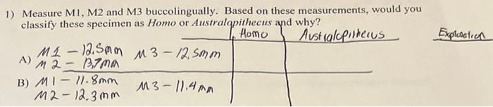 Measure M1, M2 and M3 buccolingually. Based on these | Chegg.com