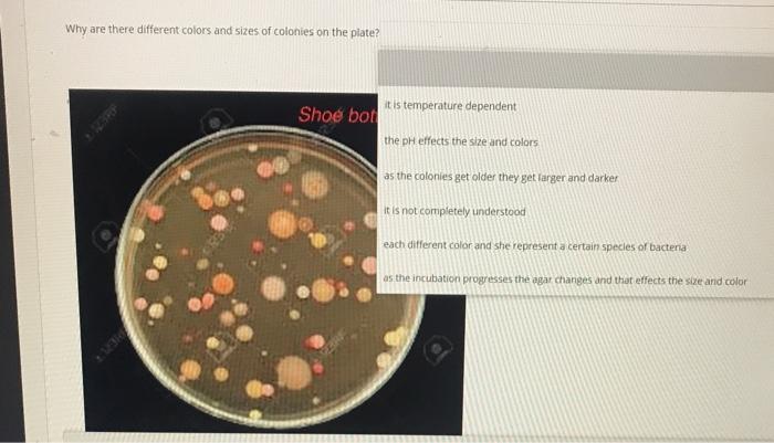 Solved Why are there different colors and sizes of colonies | Chegg.com