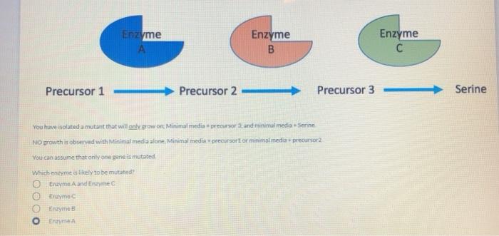 Solved Enzyme Enzyme B Enzyme с Precursor 1 - Precursor 2 — | Chegg.com