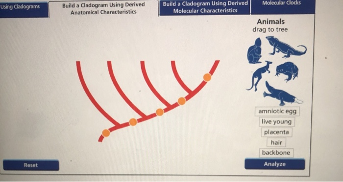 Solved Using Cladograms Build a Cladogram Using Derived | Chegg.com