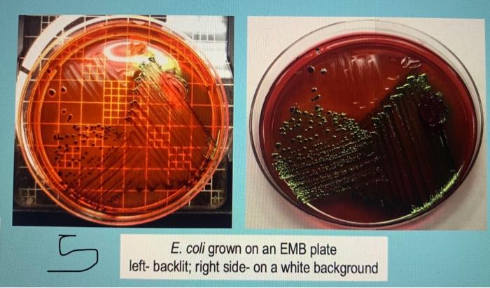 2. Observe the EMB plates for colonies that have the | Chegg.com