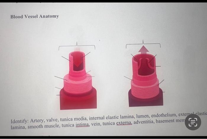 Blood Vessel Anatomy C Identify: Artery, valve, | Chegg.com