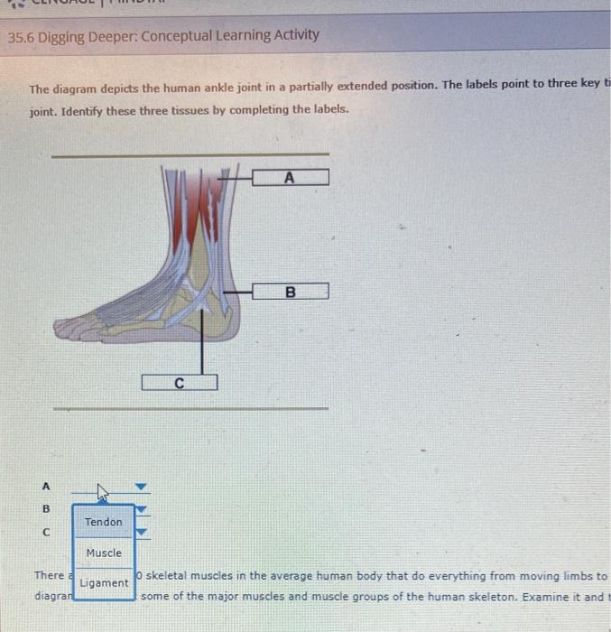Solved Back to Assignment Attempts Average/3 1. Skeletal | Chegg.com