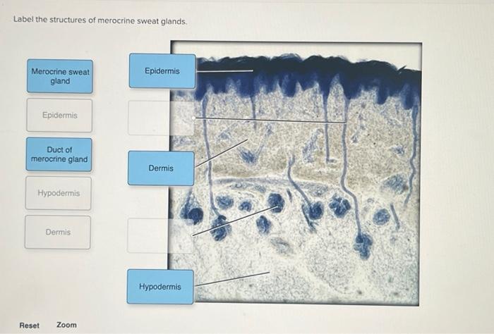 Solved Label the structures of merocrine sweat glands. | Chegg.com