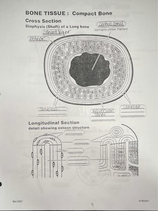 Solved BONE TISSUE: Compact Bone Cross Section Diaphysis | Chegg.com