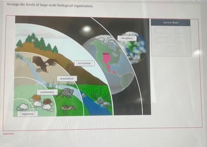 Solved Arrange The Levels Of Large Scale Biological