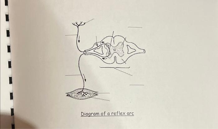 Solved The knee jerk reflex, a stretch reflex, is the most | Chegg.com