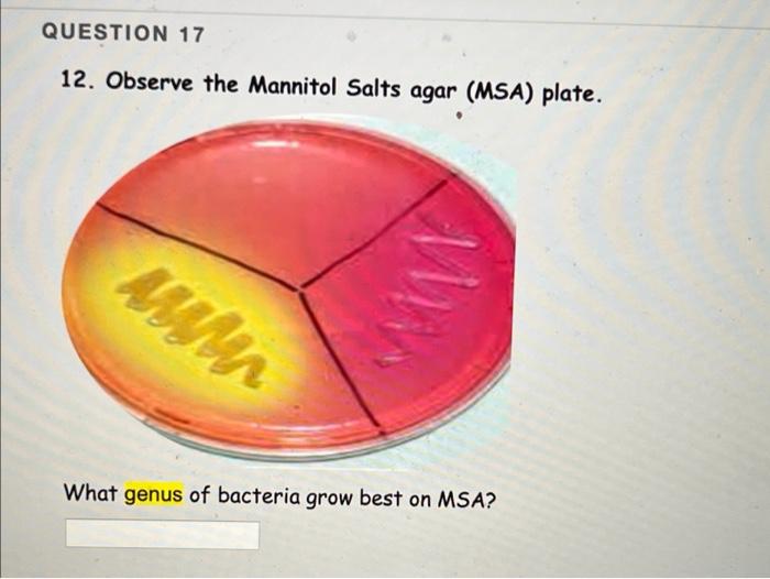 Solved QUESTION 17 12. Observe the Mannitol Salts agar (MSA) | Chegg.com