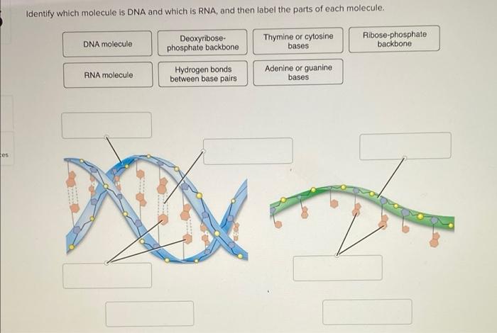 Solved Identify which molecule is DNA and which is RNA, and | Chegg.com
