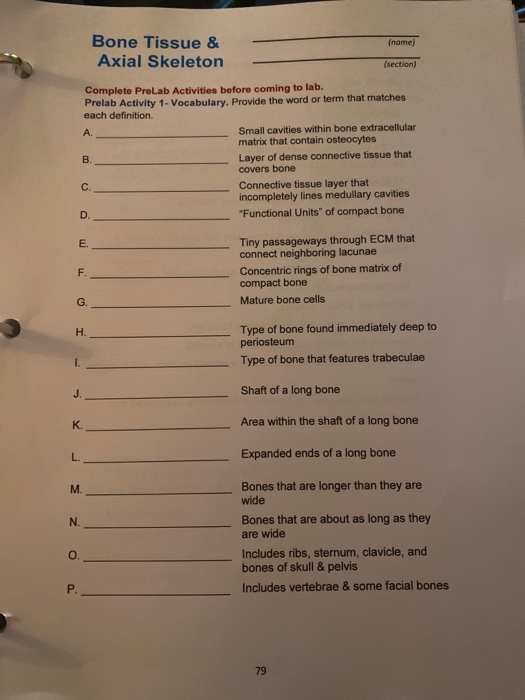 Solved (name) Bone Tissue & Axial Skeleton (section) | Chegg.com