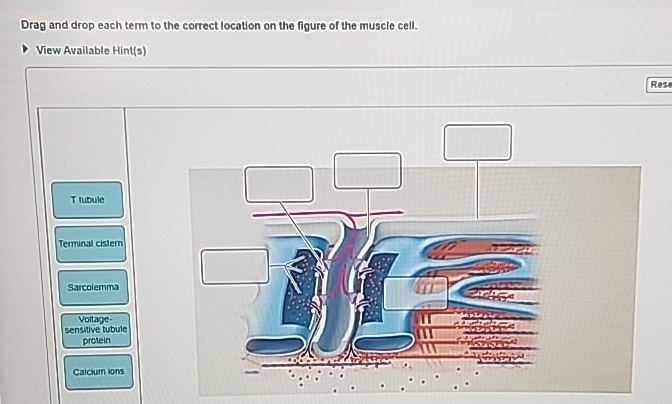 Solved Drag and drop each term to the correct location on | Chegg.com