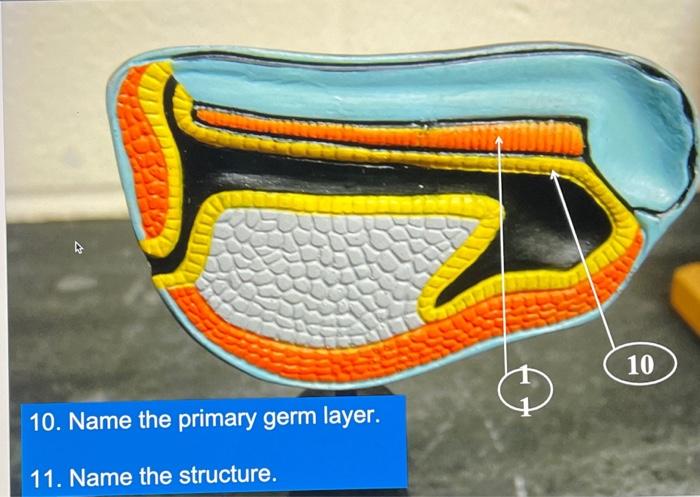 Solved 10 10. Name the primary germ layer. 11. Name the | Chegg.com