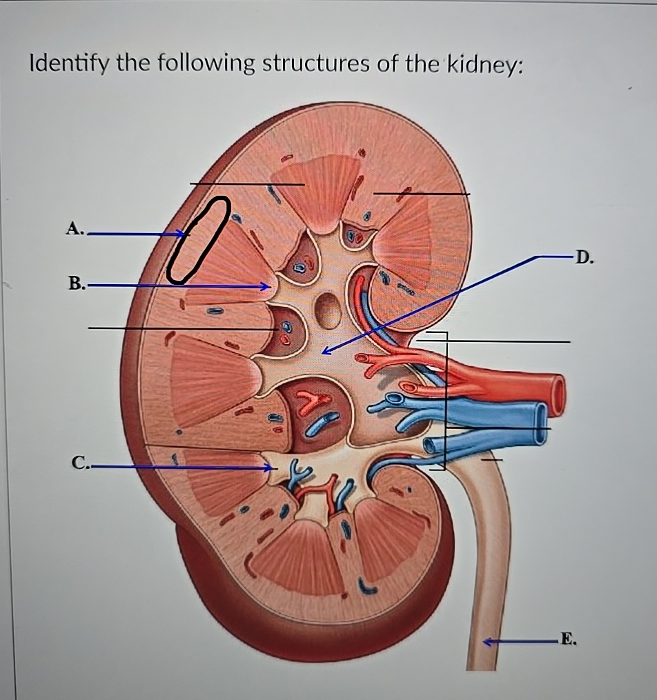 Solved Identify the following structures of the kidney: | Chegg.com