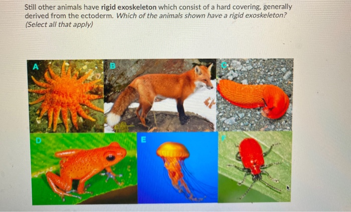 Solved Patterns of Development: Animals with indirect | Chegg.com