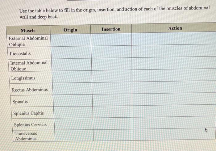 Solved Use the table below to fill in the origin, insertion, | Chegg.com