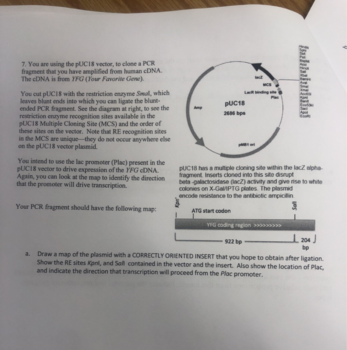 Solved 7. You are using the pUC18 vector, to clone a PCR | Chegg.com