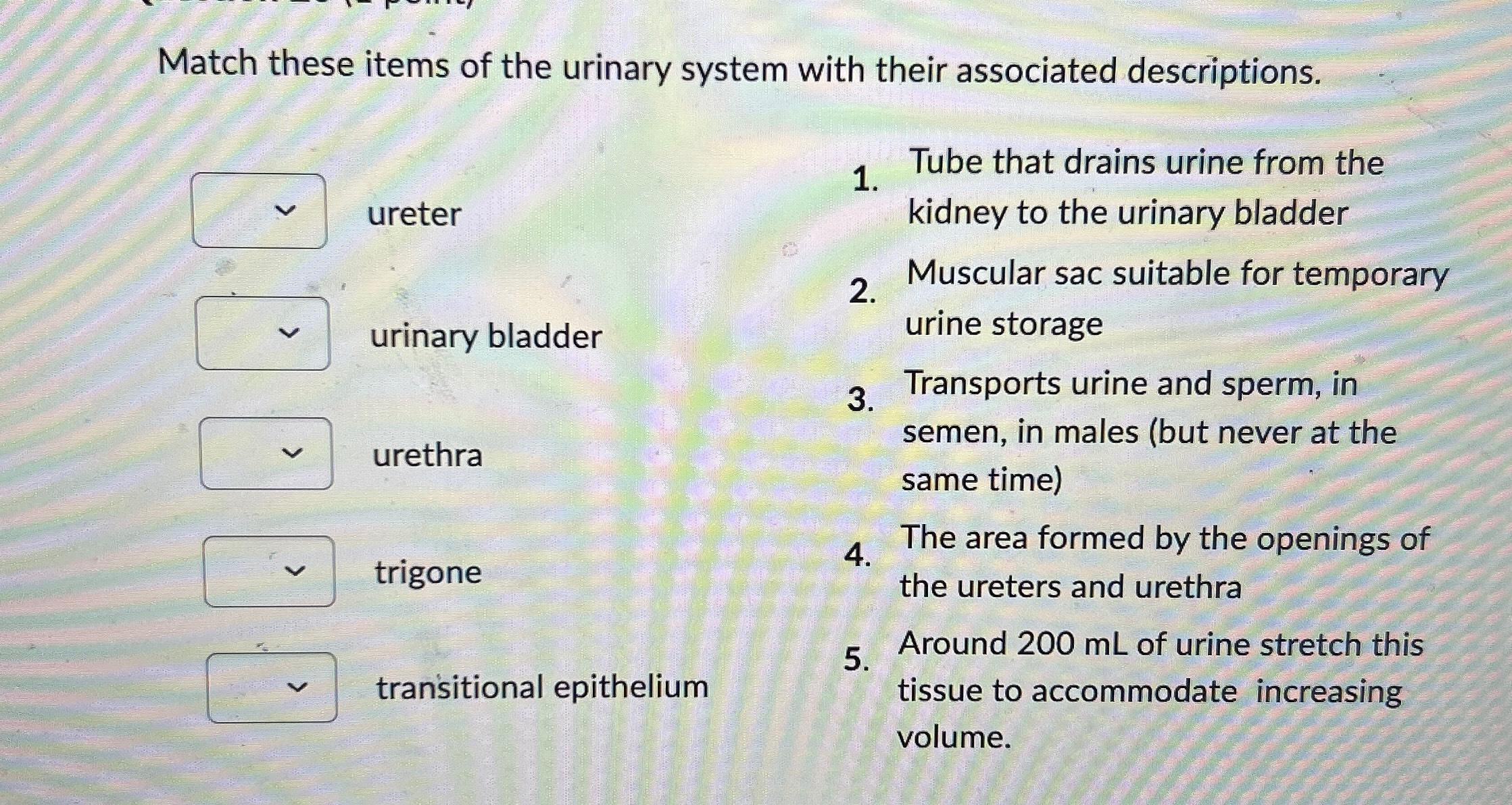 Solved Match these items of the urinary system with their | Chegg.com