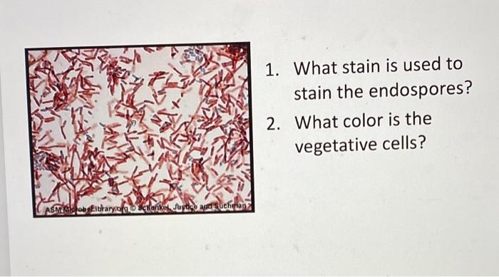 Solved 1. What stain is used to stain the endospores? 2. | Chegg.com
