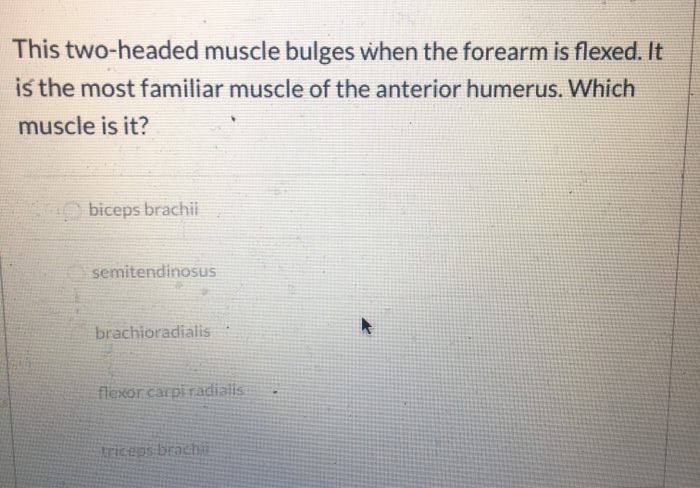 Solved This two-headed muscle bulges when the forearm is | Chegg.com