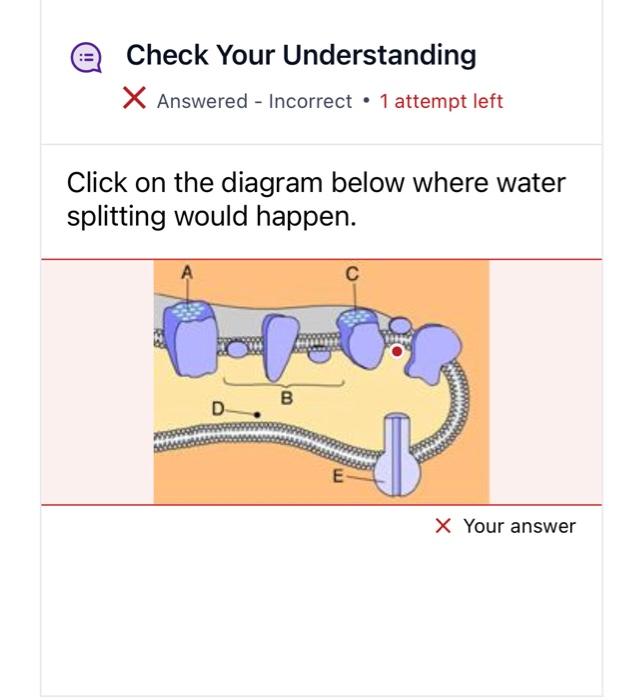 Solved Check Your Understanding X Answered - Incorrect −1 | Chegg.com