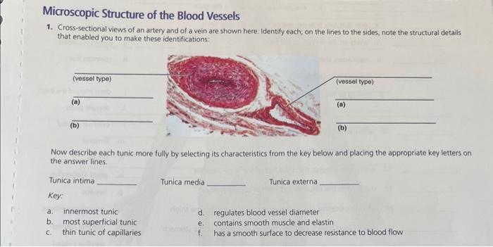 Solved Microscopic Structure of the Blood Vessels 1. | Chegg.com